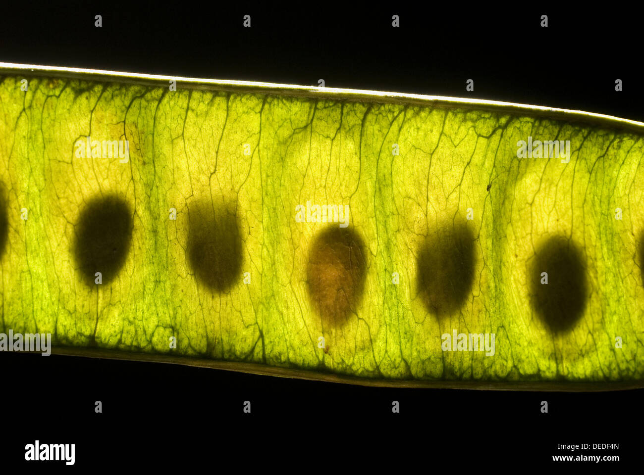 Fam fabaceae hi-res stock photography and images - Alamy