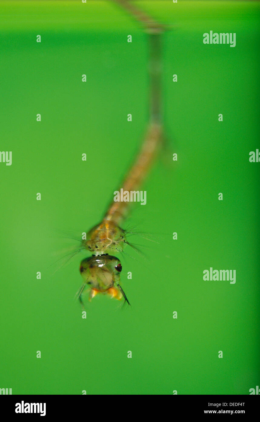 Culex pipiens larva on pond hi-res stock photography and images - Alamy
