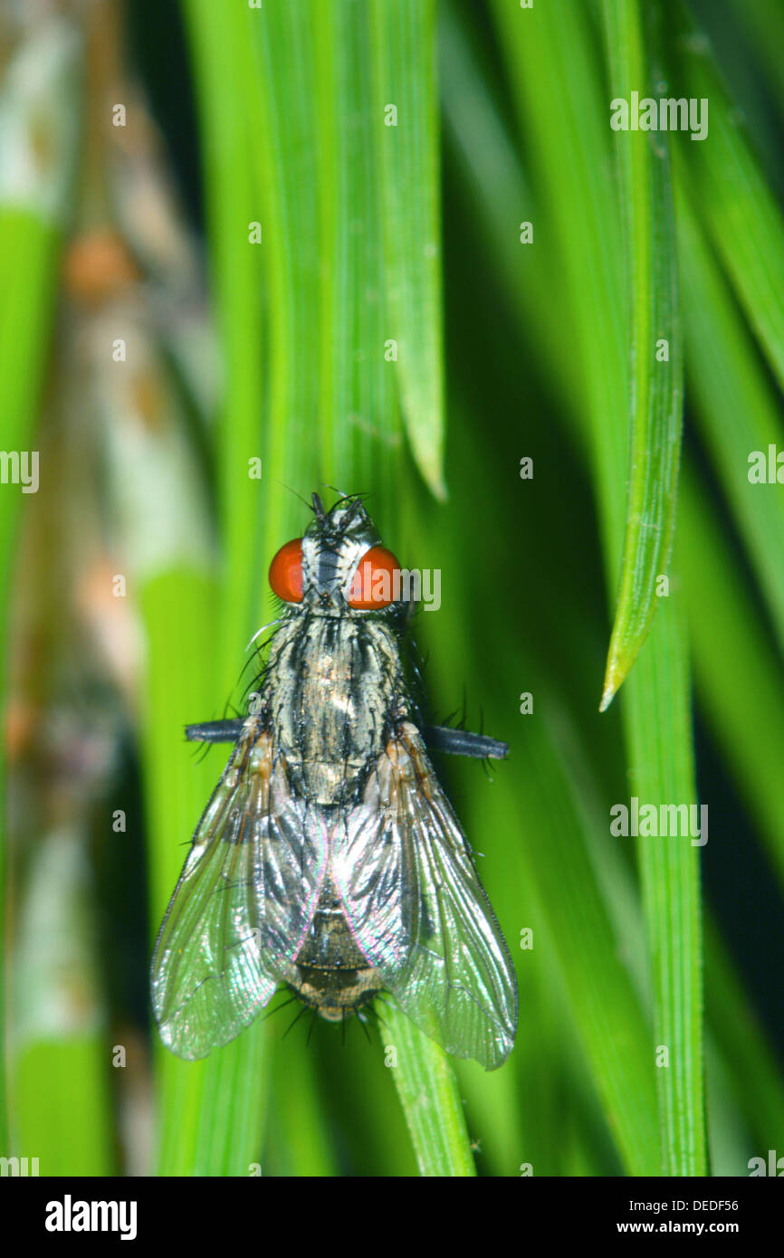 Fly muscidae hi-res stock photography and images - Alamy