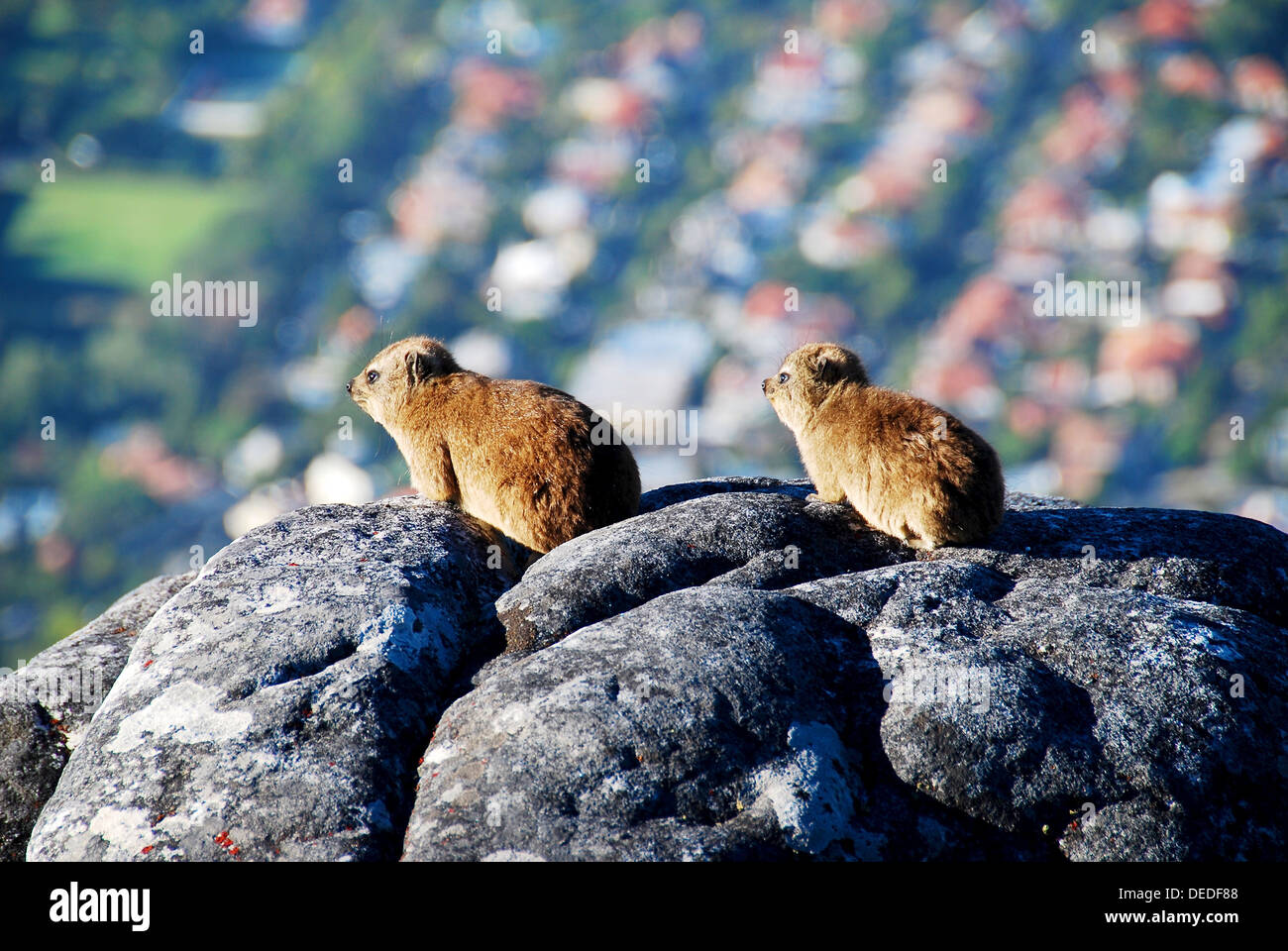 Rock Dassie - Hyrax on Boulders in South Africa Stock Photo - Alamy