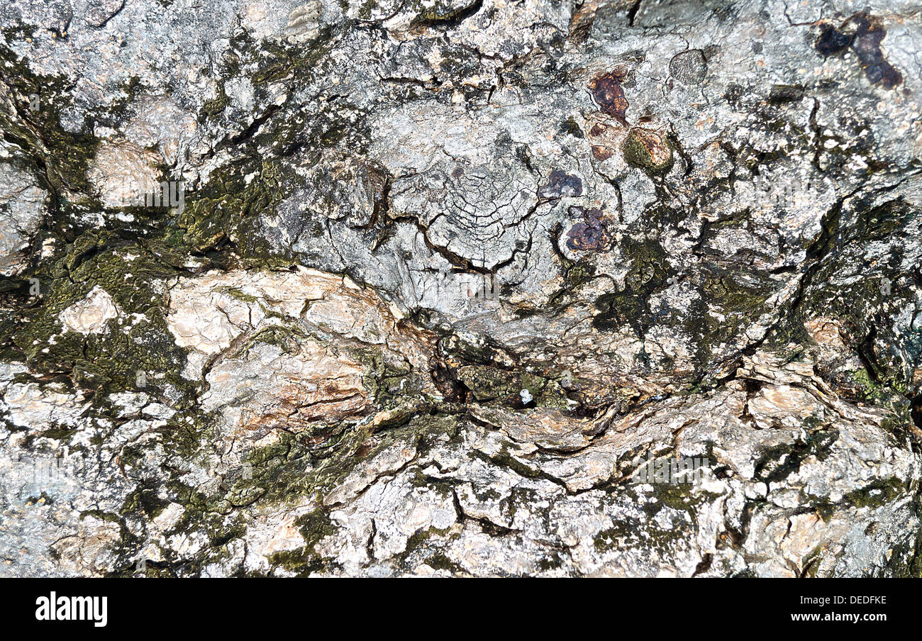 Seamless bumpy texture hi-res stock photography and images - Alamy