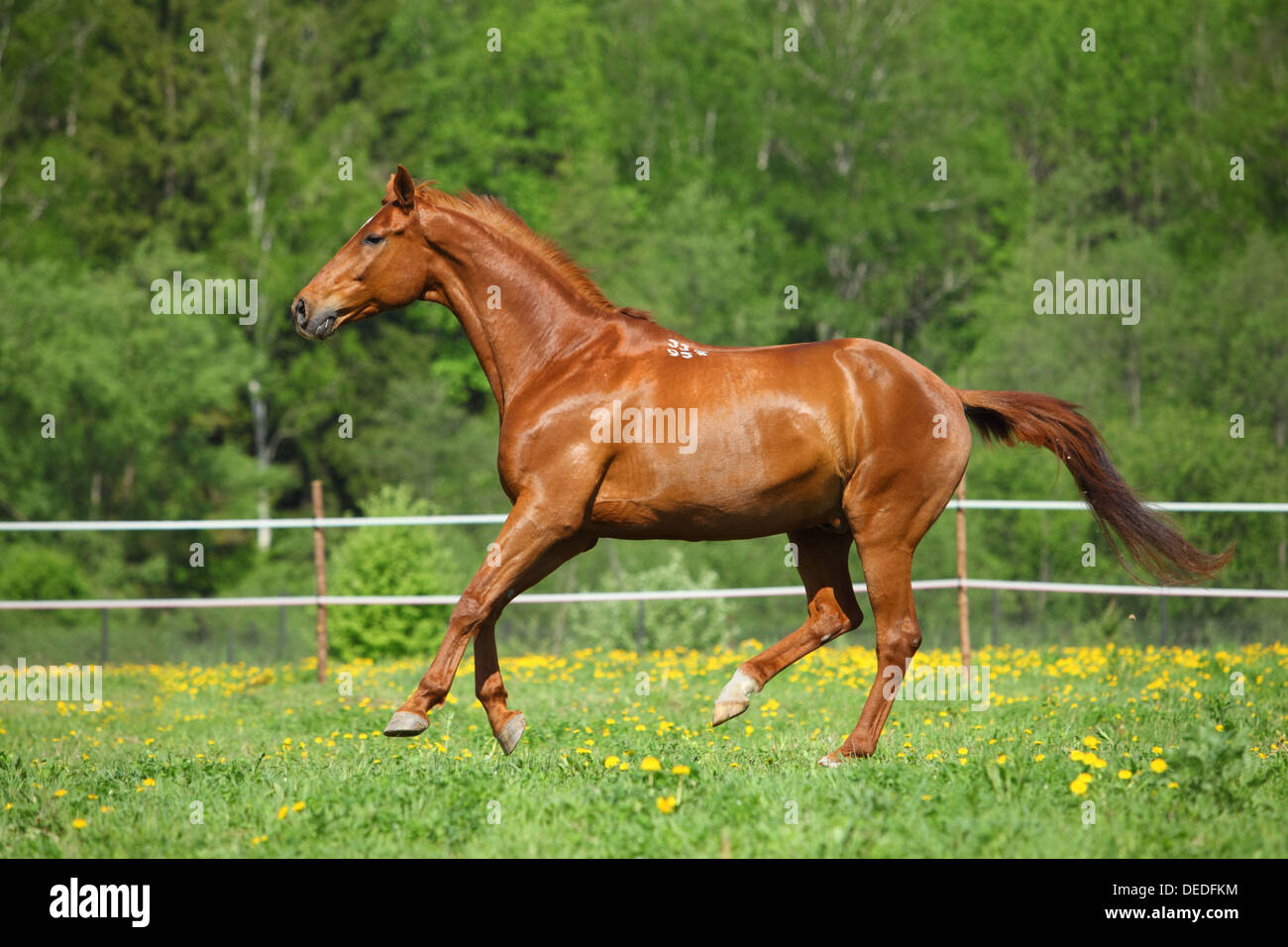 Sorrel horse hi-res stock photography and images - Alamy