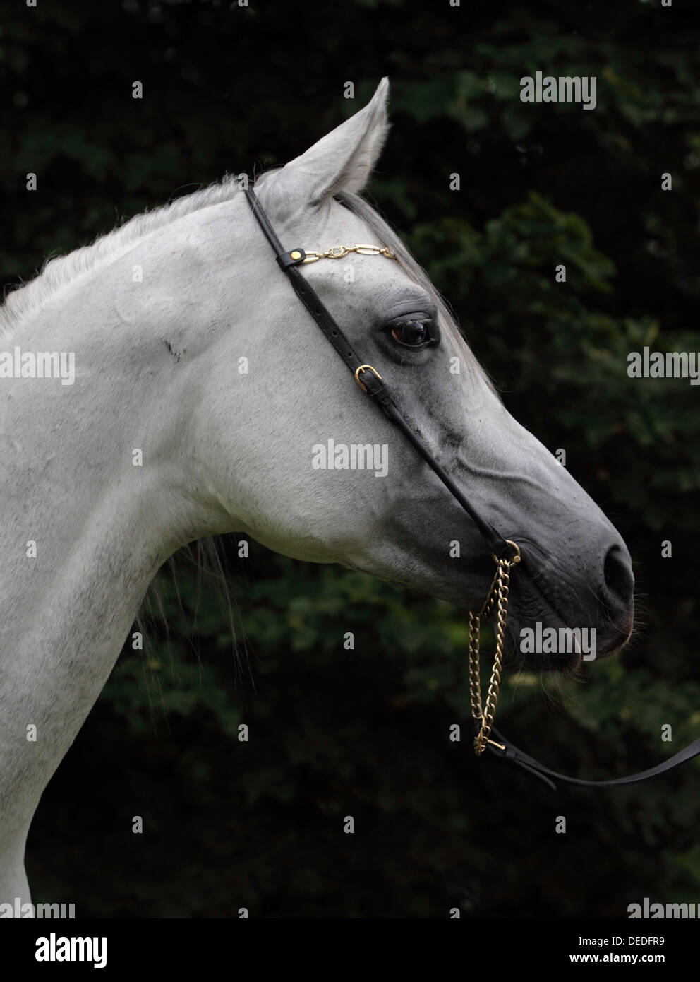 Portrait of a splendid purebred Arabian stallion against a black ...