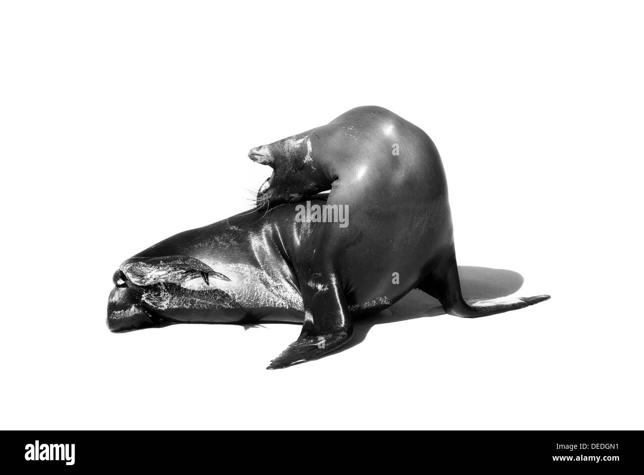 Sealion Black and White Stock Photos & Images - Alamy