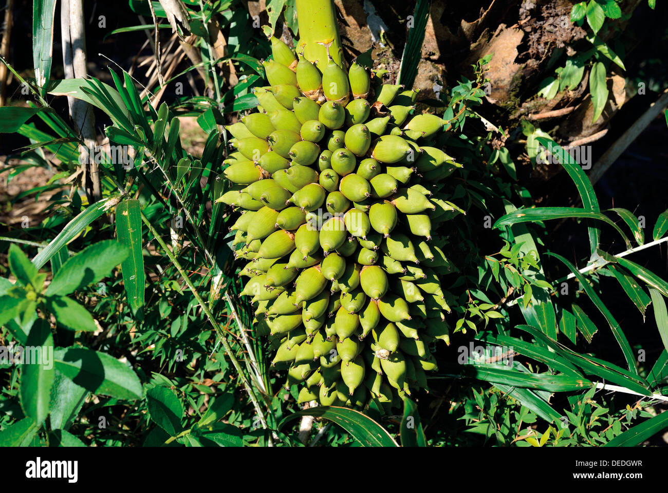 Brazil, Pantanal: Fruits of the Acuri palm tree Stock Photo - Alamy