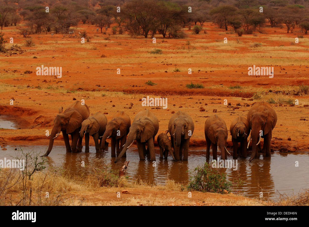 Red african elephant hi-res stock photography and images - Alamy