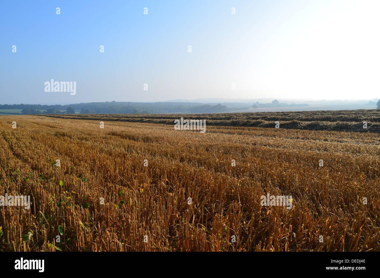 English field of gold hi-res stock photography and images - Alamy