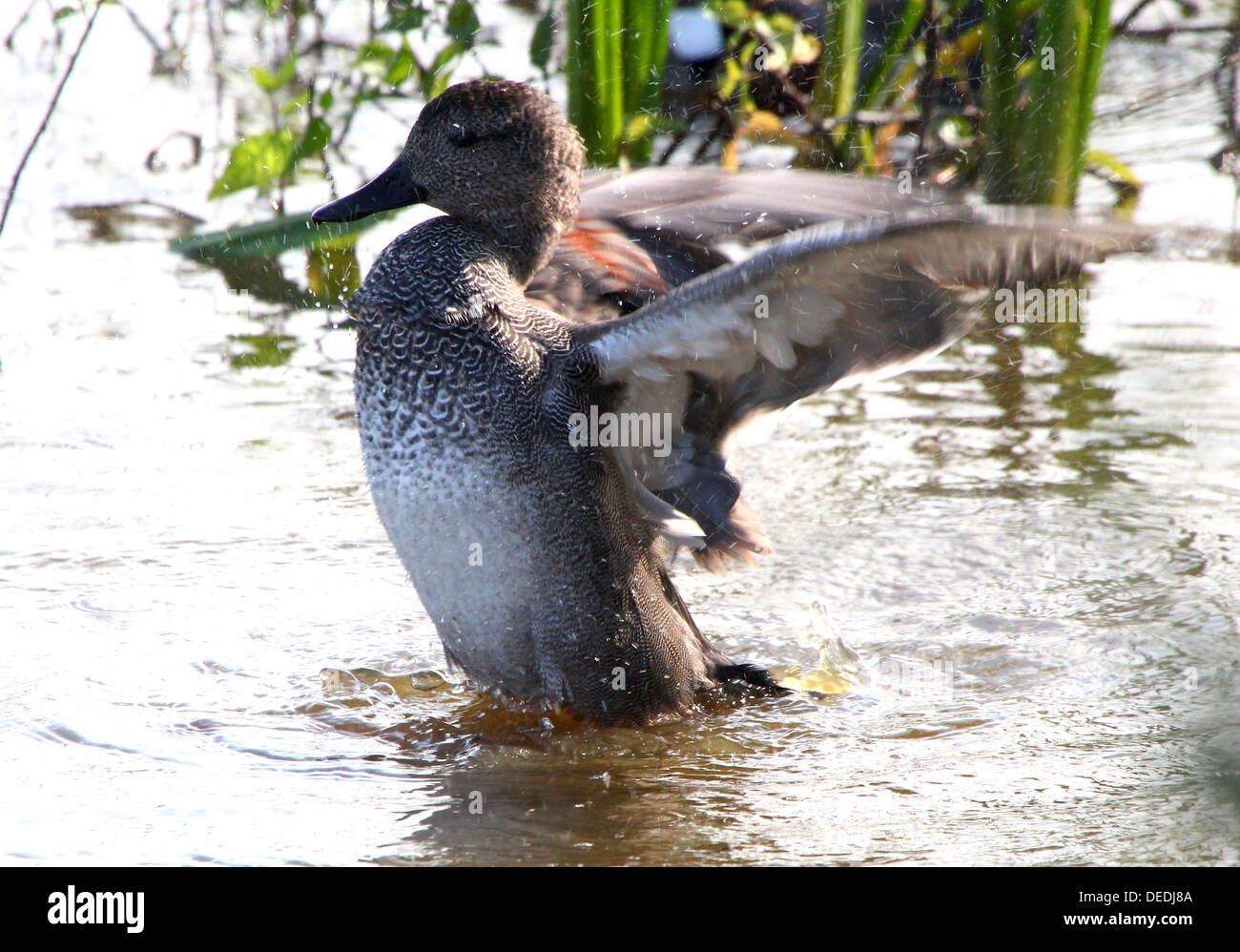 Gadwall wing hi-res stock photography and images - Alamy