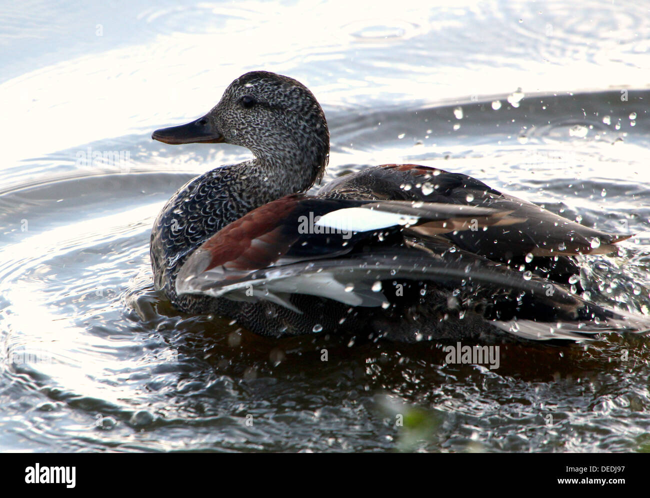 Male Gadwall (Anas strepera) flapping his wings while bathing and ...