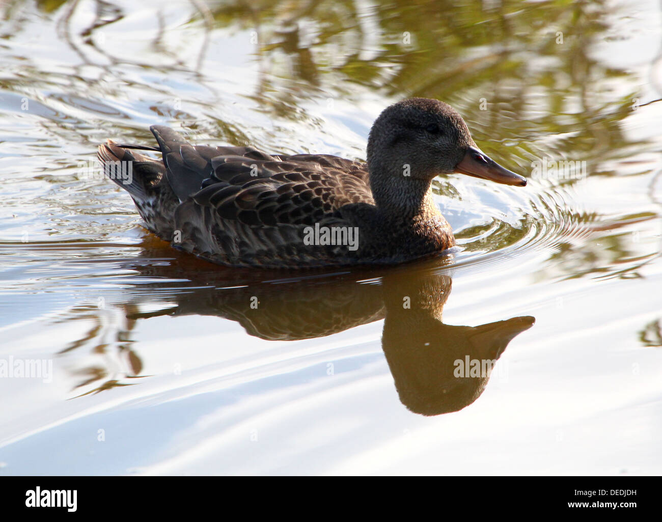 Female gadwall hi-res stock photography and images - Alamy