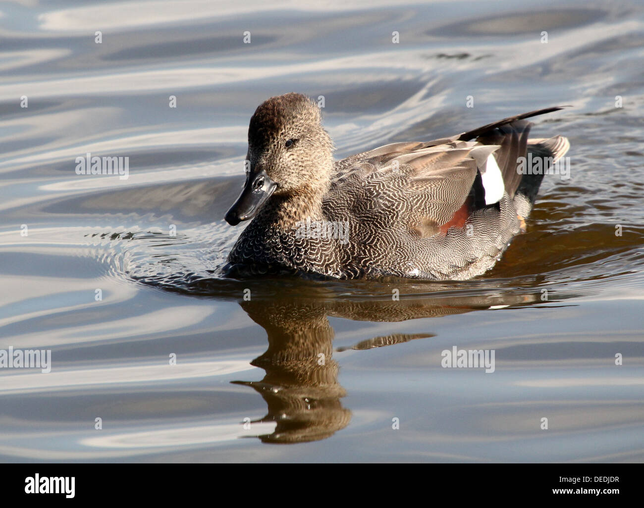 Feeding gadwall ducks hi-res stock photography and images - Alamy