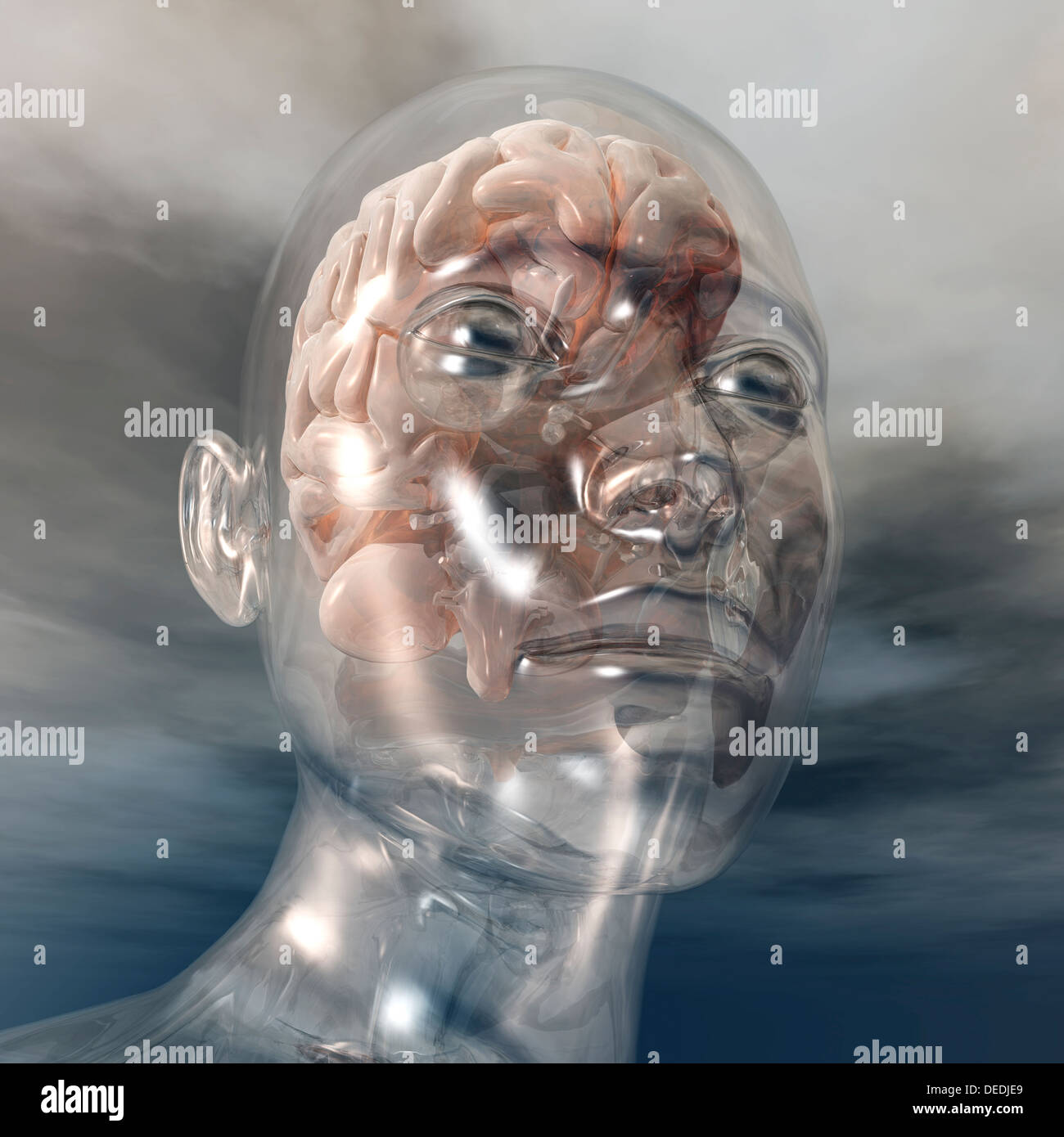 Digital visualization of a human brain Stock Photo - Alamy