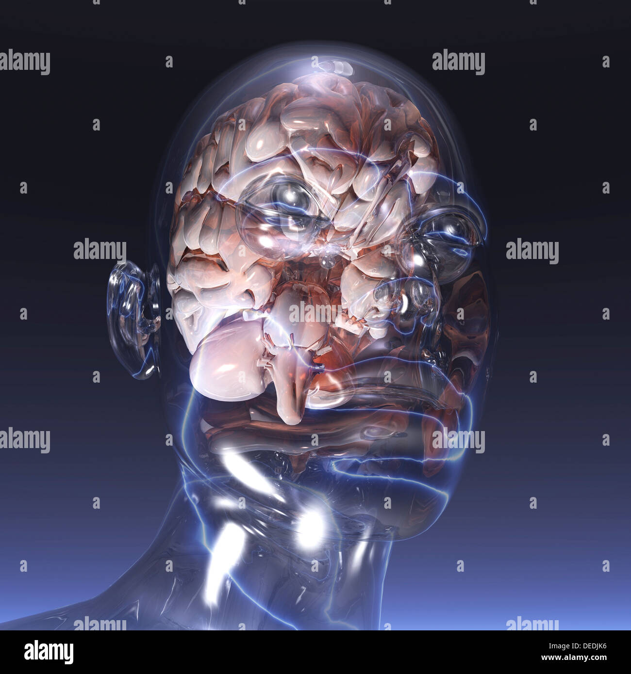 Digital visualization of a human brain Stock Photo - Alamy Digital visualization of a human brain Stock Photo - Alamy