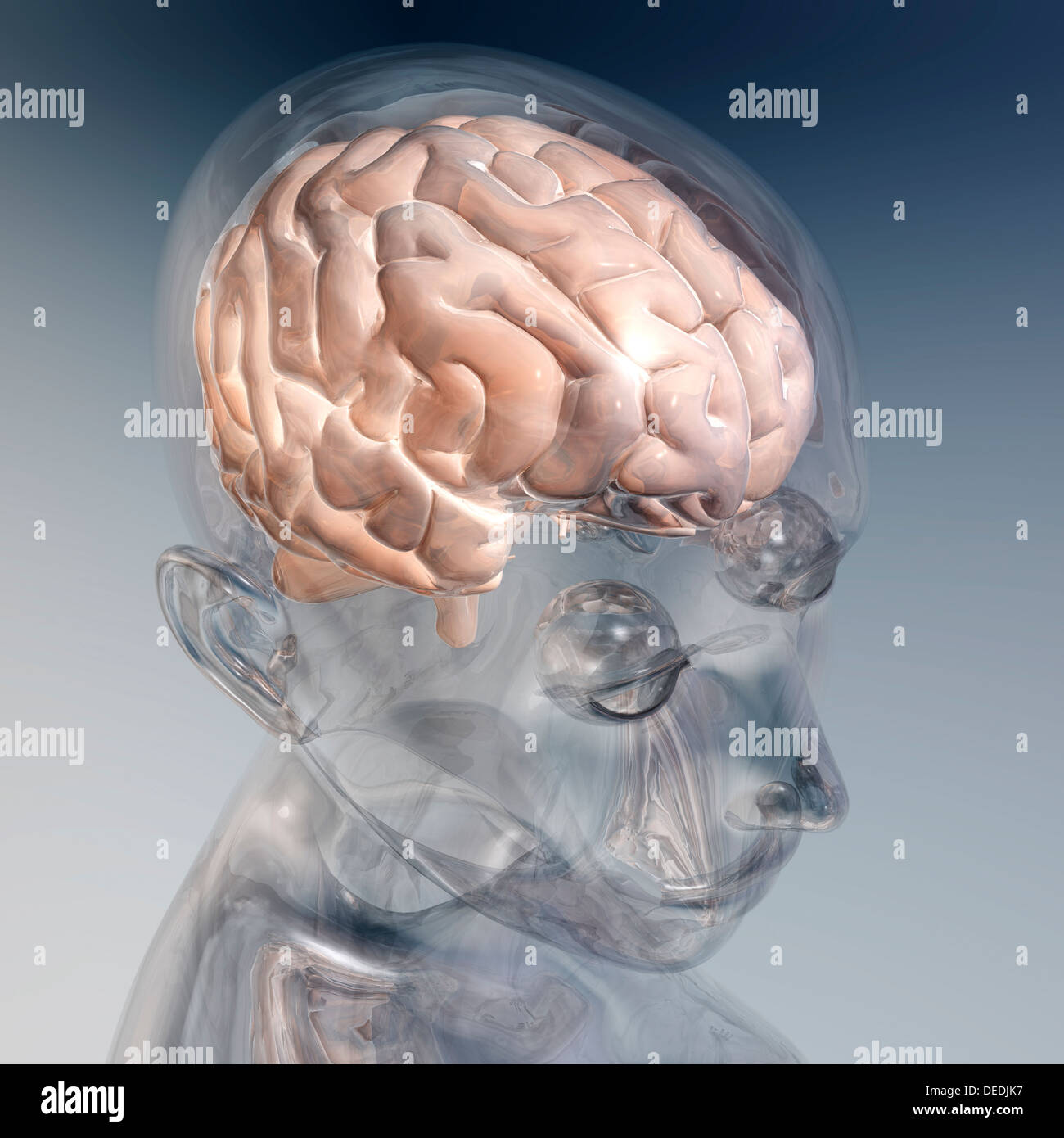 Translucent organs hi-res stock photography and images - Alamy