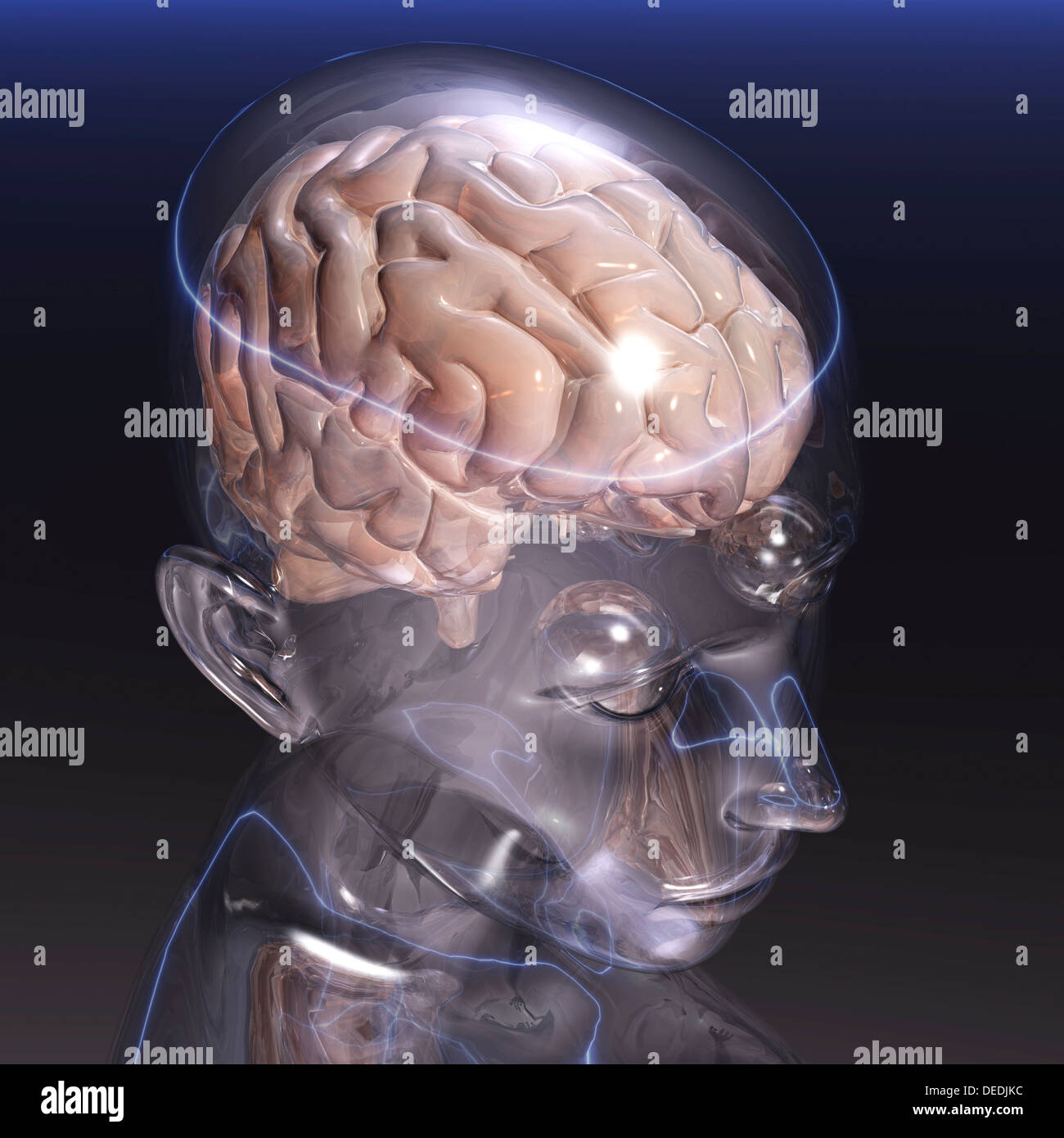 Translucent organs hi-res stock photography and images - Alamy