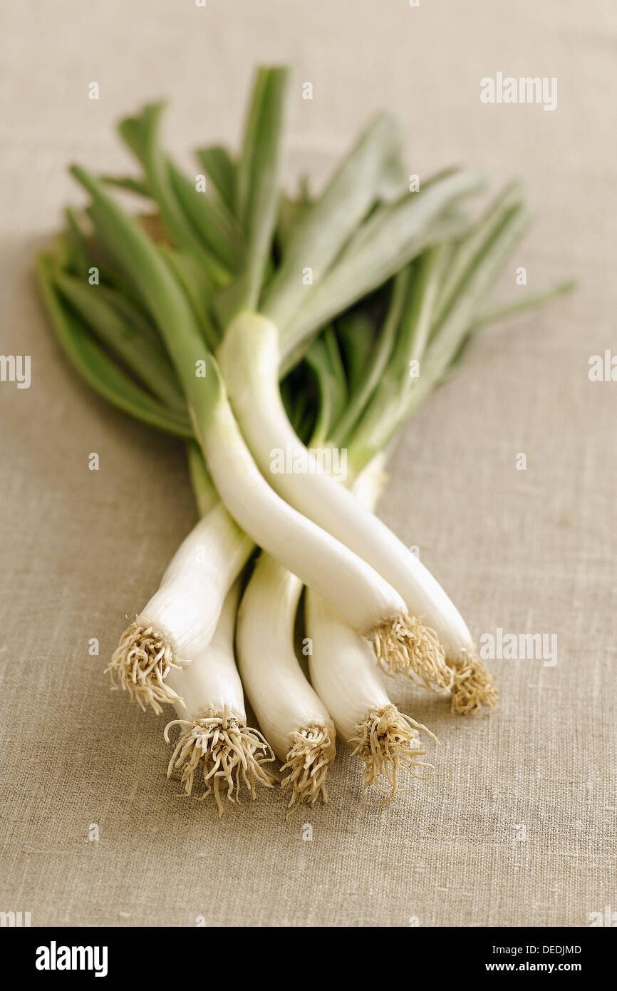 Cebolla tierna hi-res stock photography and images - Alamy