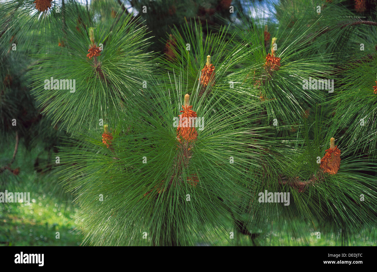 Montezuma pine tree hi-res stock photography and images - Alamy