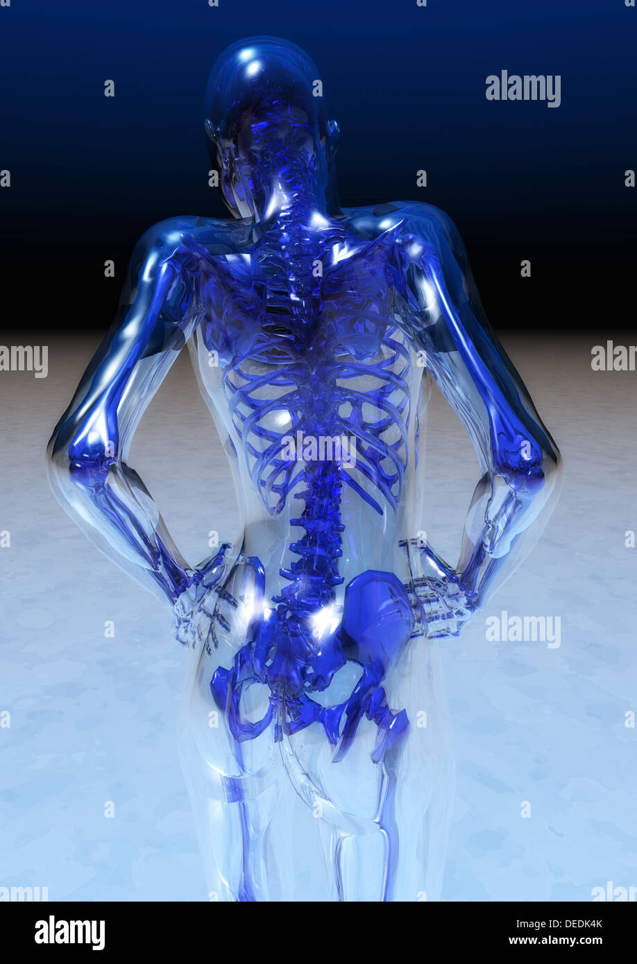Skeleton transparent muscles glassy human hi-res stock photography and ...