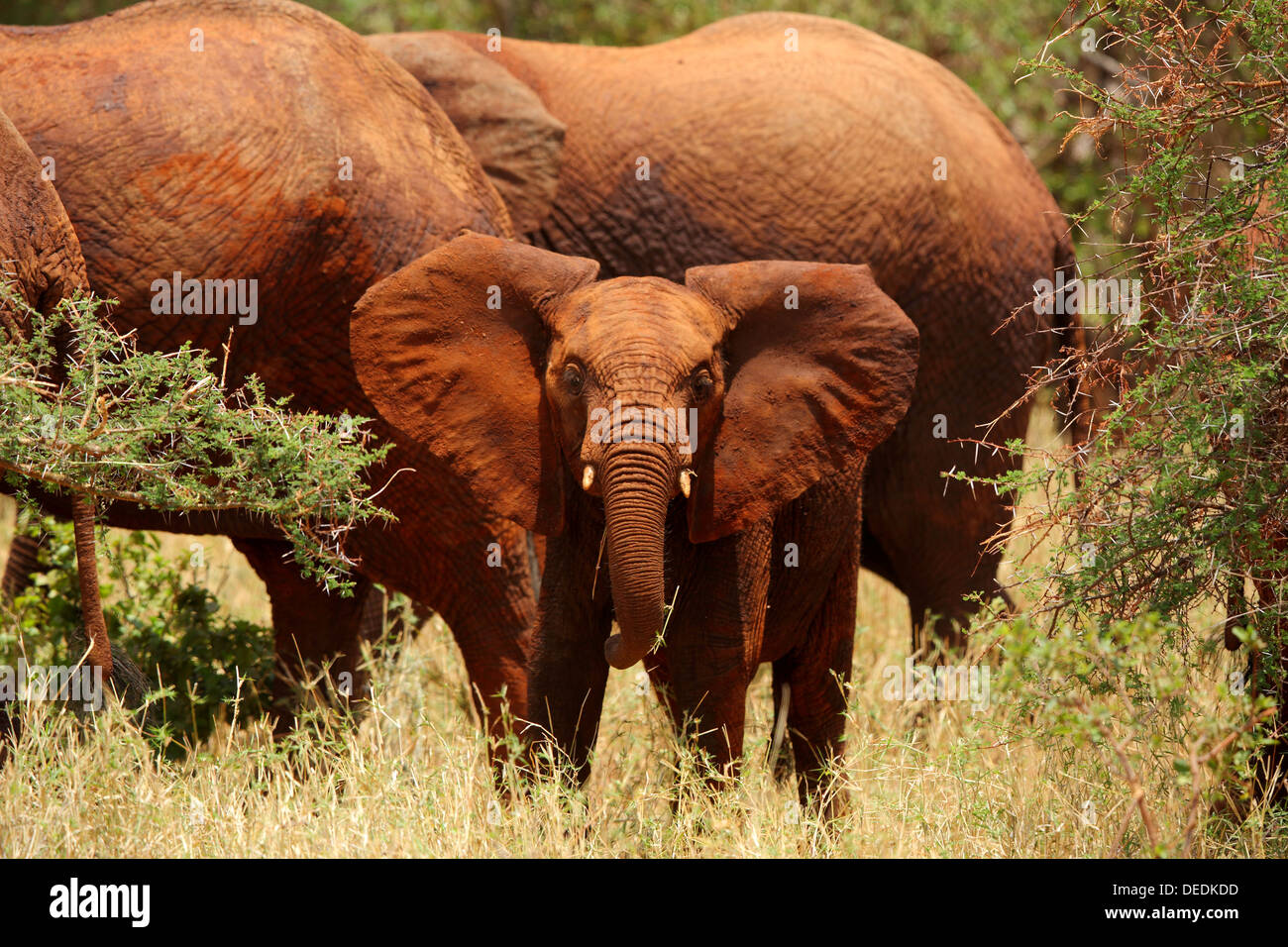 Tsavo elephant hi-res stock photography and images - Alamy