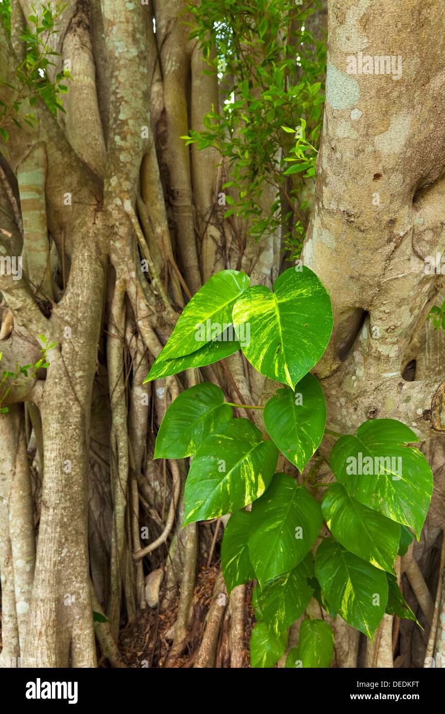 Yucatan flora hi-res stock photography and images - Alamy
