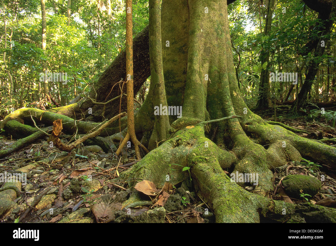 Ujung kulon national park hi-res stock photography and images - Alamy