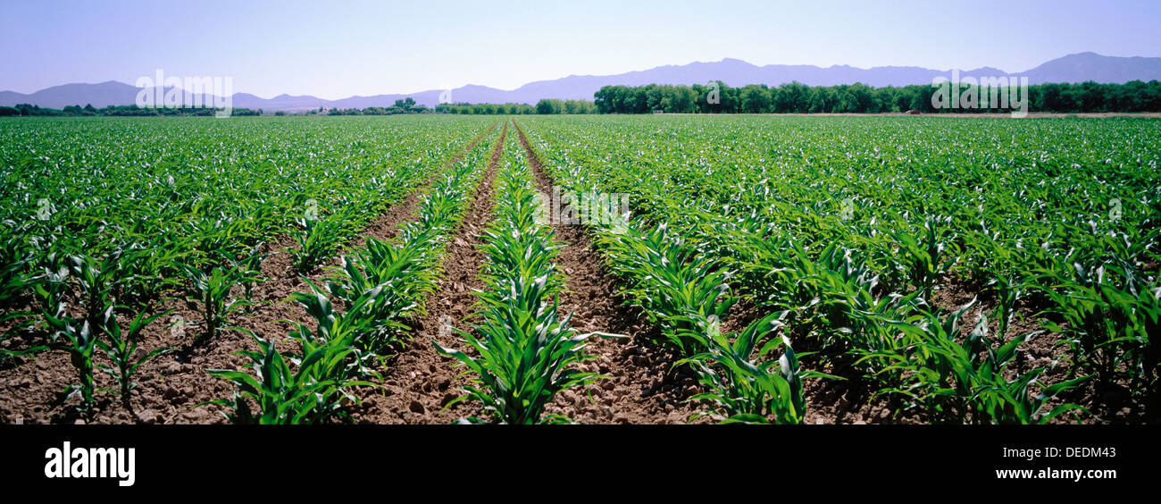Newly planted corn field hi-res stock photography and images - Alamy