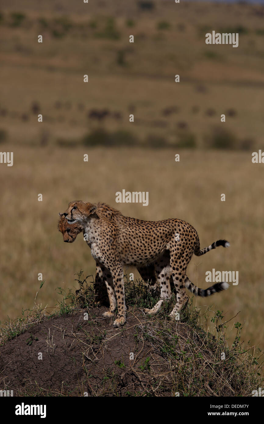 Cheetah climb hi-res stock photography and images - Alamy