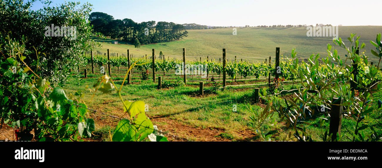 Mornington peninsula vineyard hi-res stock photography and images - Alamy