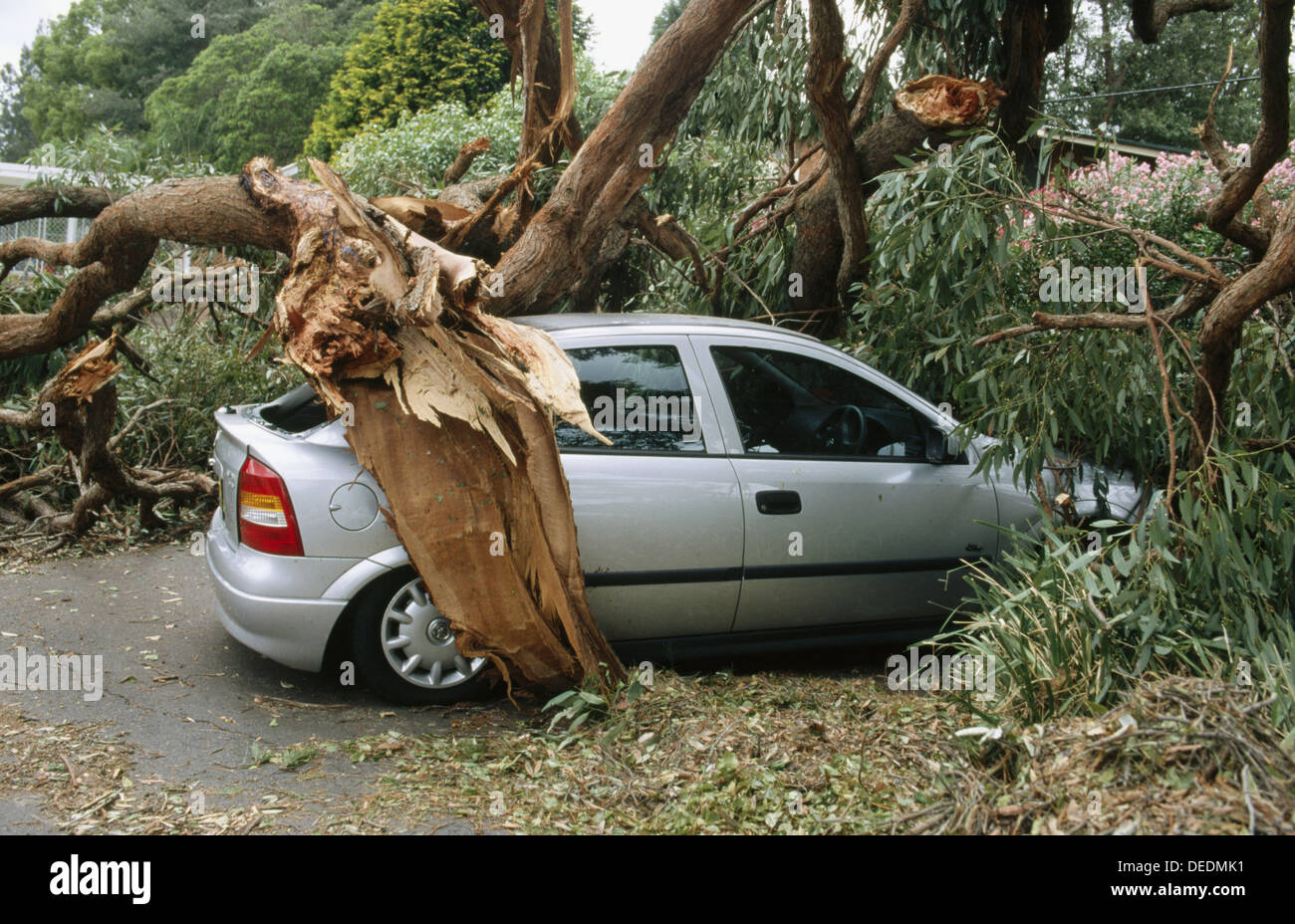 One car trunk transport tree hi-res stock photography and images - Alamy