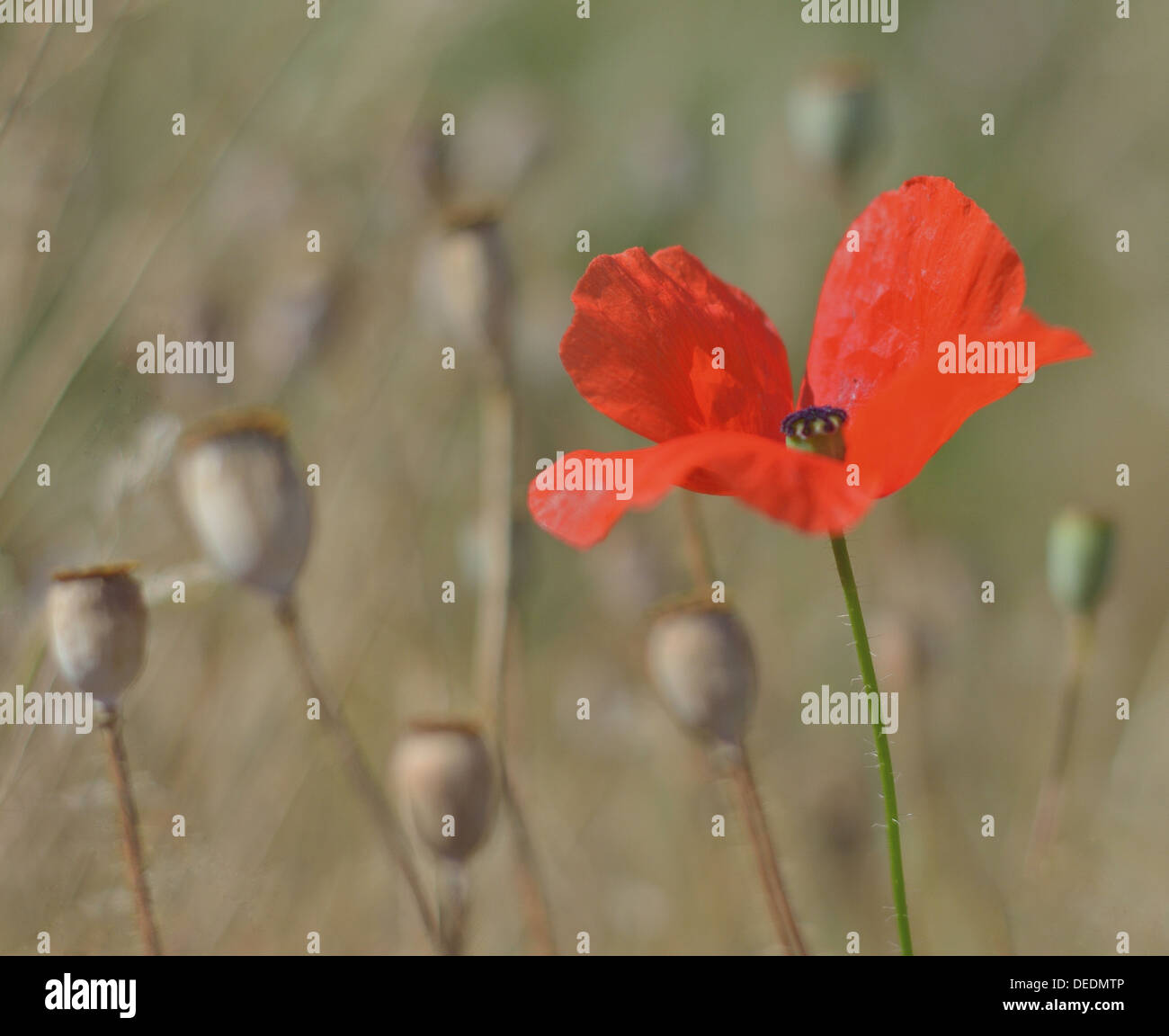 Beautiful poppy hi-res stock photography and images - Alamy