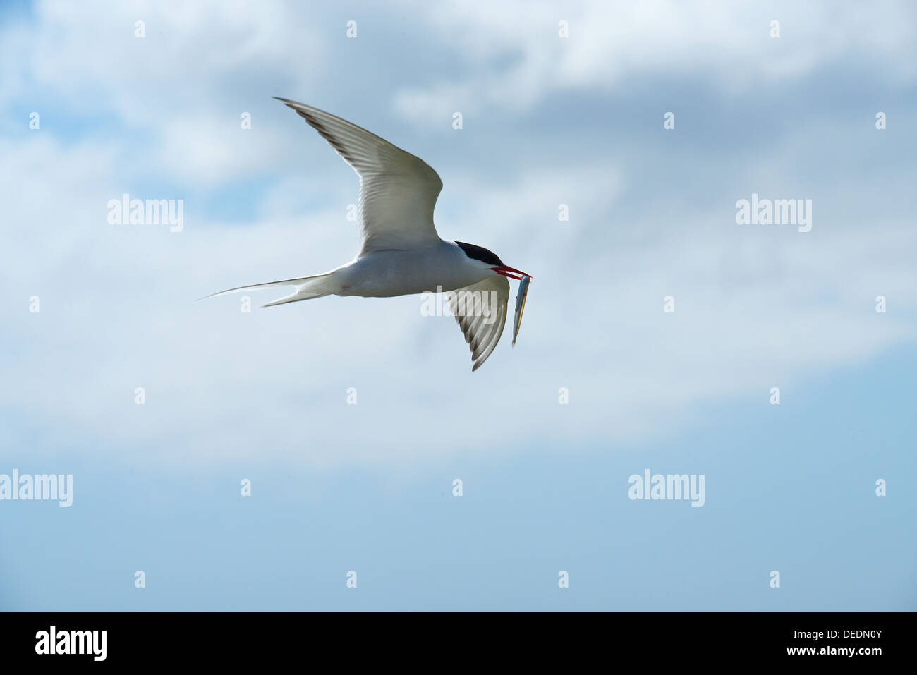 Tern in flight fish hi-res stock photography and images - Alamy