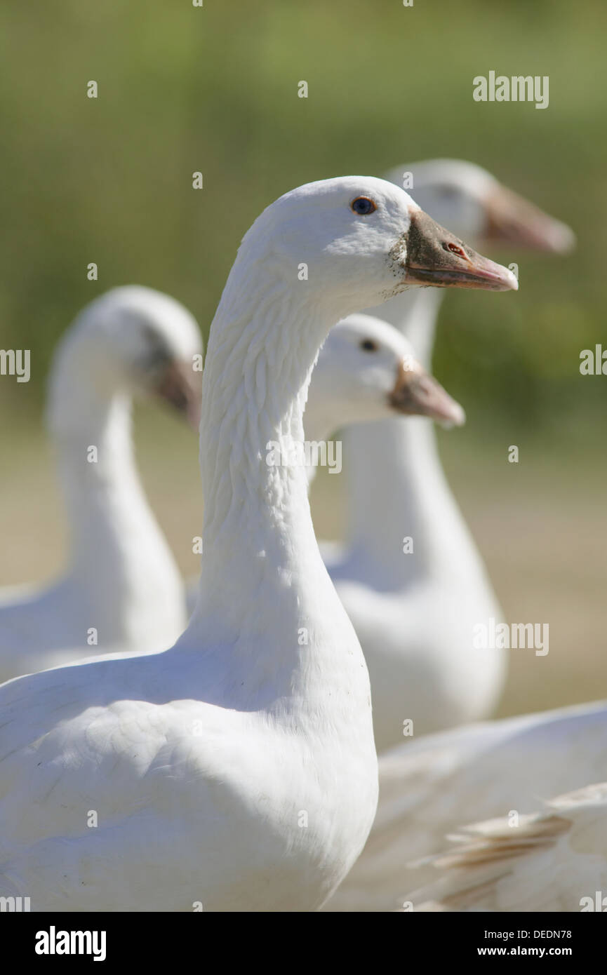 Scania goose hi-res stock photography and images - Alamy