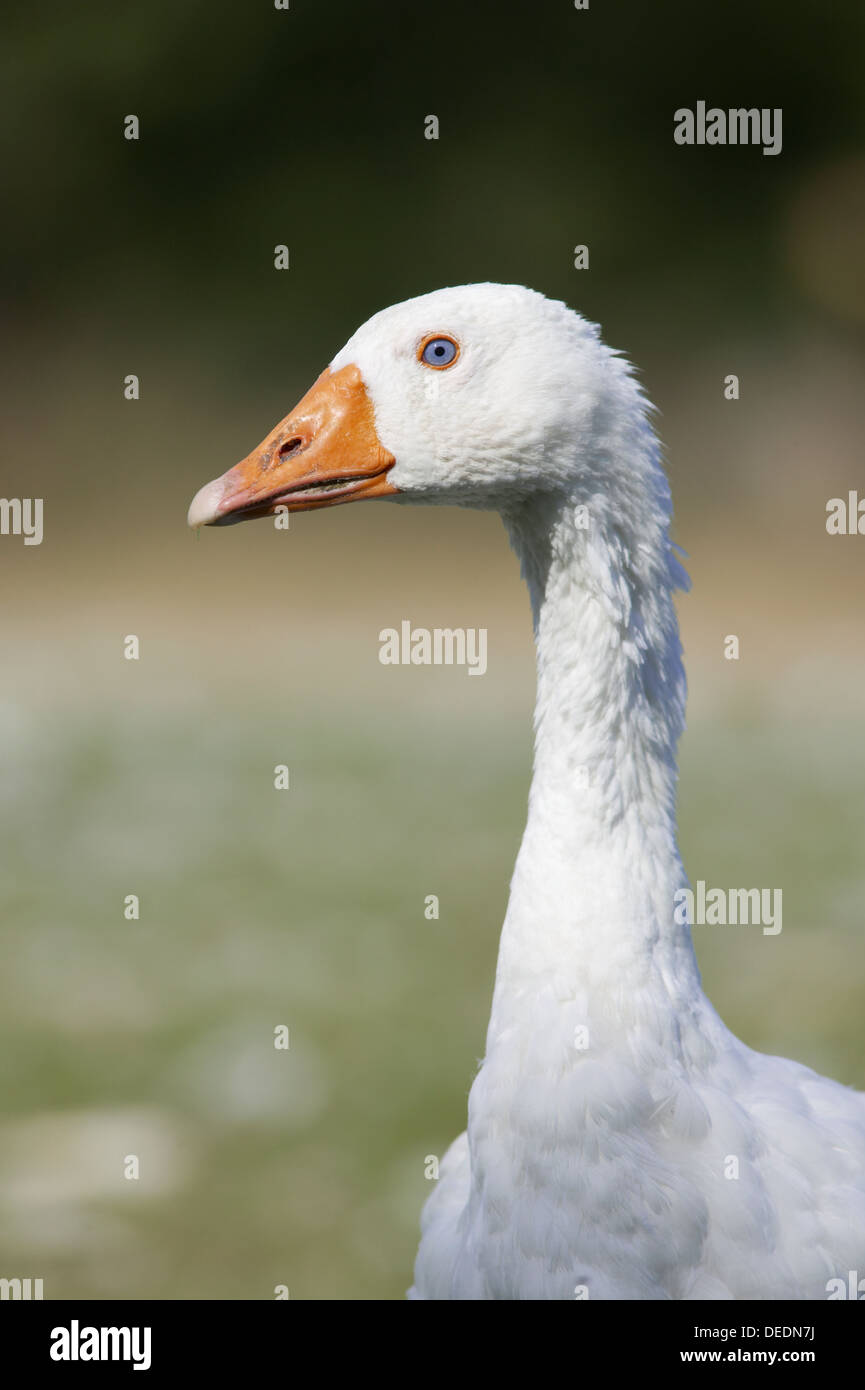 Scania Goose High Resolution Stock Photography and Images - Alamy