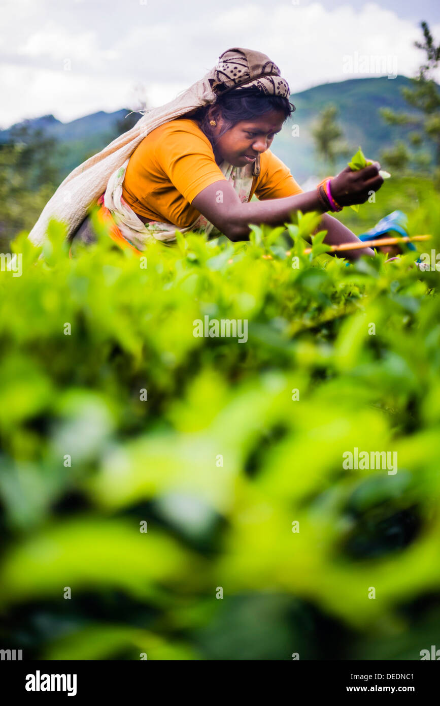 Indian tea picker hi-res stock photography and images - Alamy