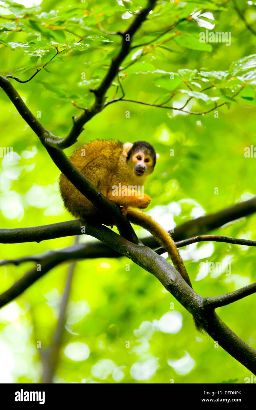 Saimiri sp hi-res stock photography and images - Alamy