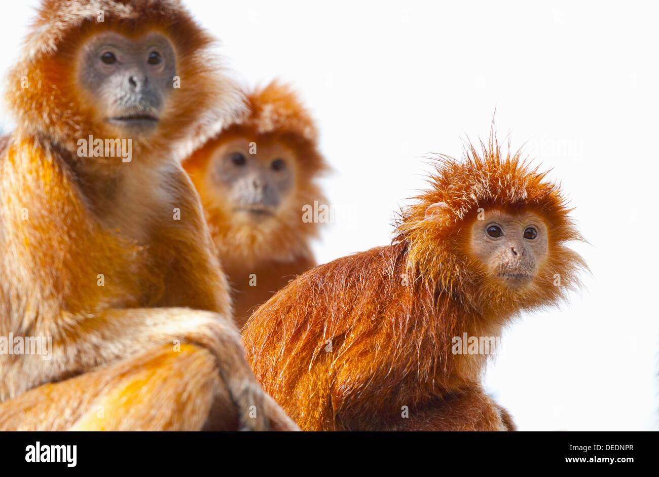 JAVAN SURILI Presbytis comata Stock Photo - Alamy
