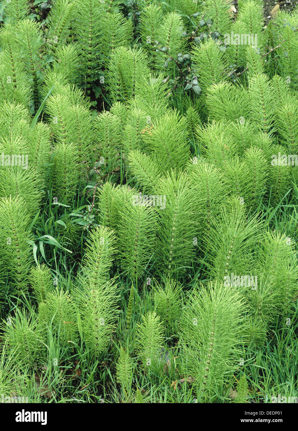 Horsetail equisetum sp hi-res stock photography and images - Alamy