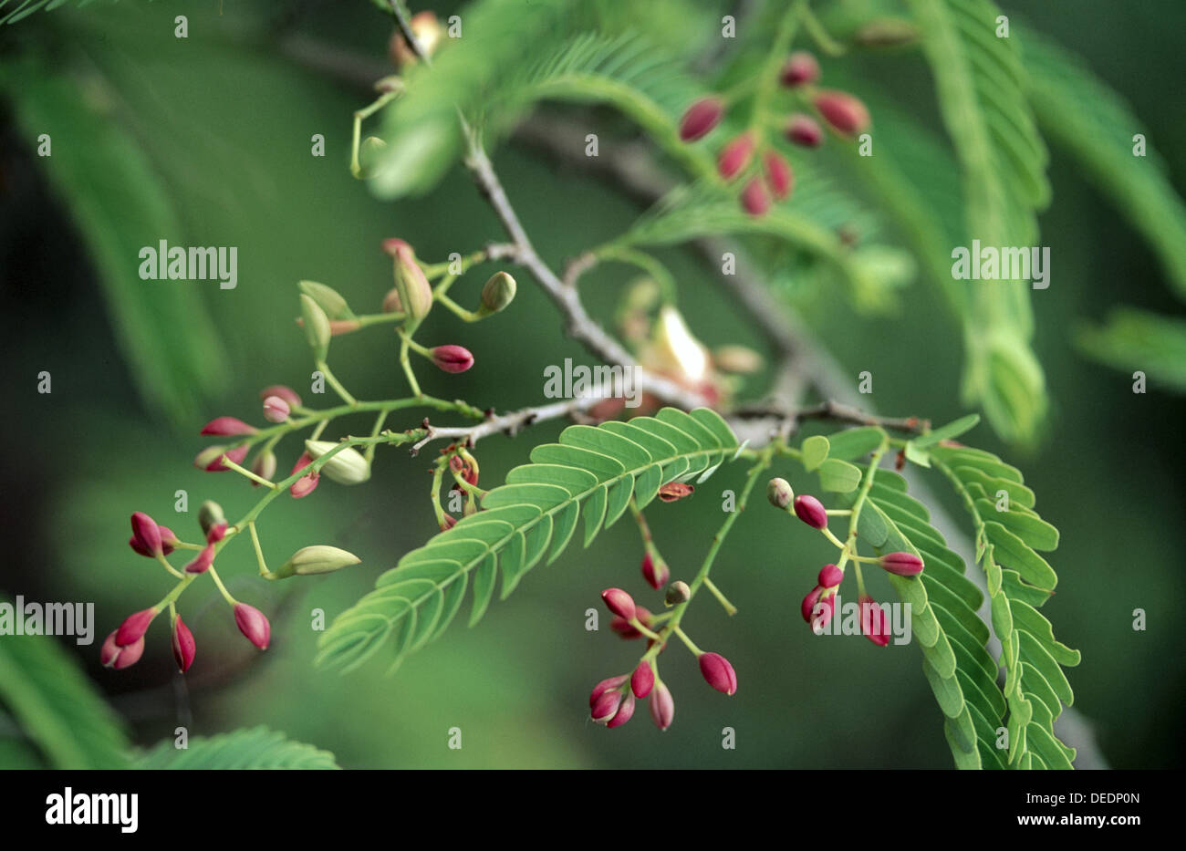 Tamarind tree tamarindus indica hi-res stock photography and images - Alamy