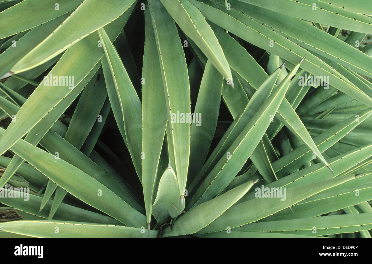 Agave agave sp hi-res stock photography and images - Alamy