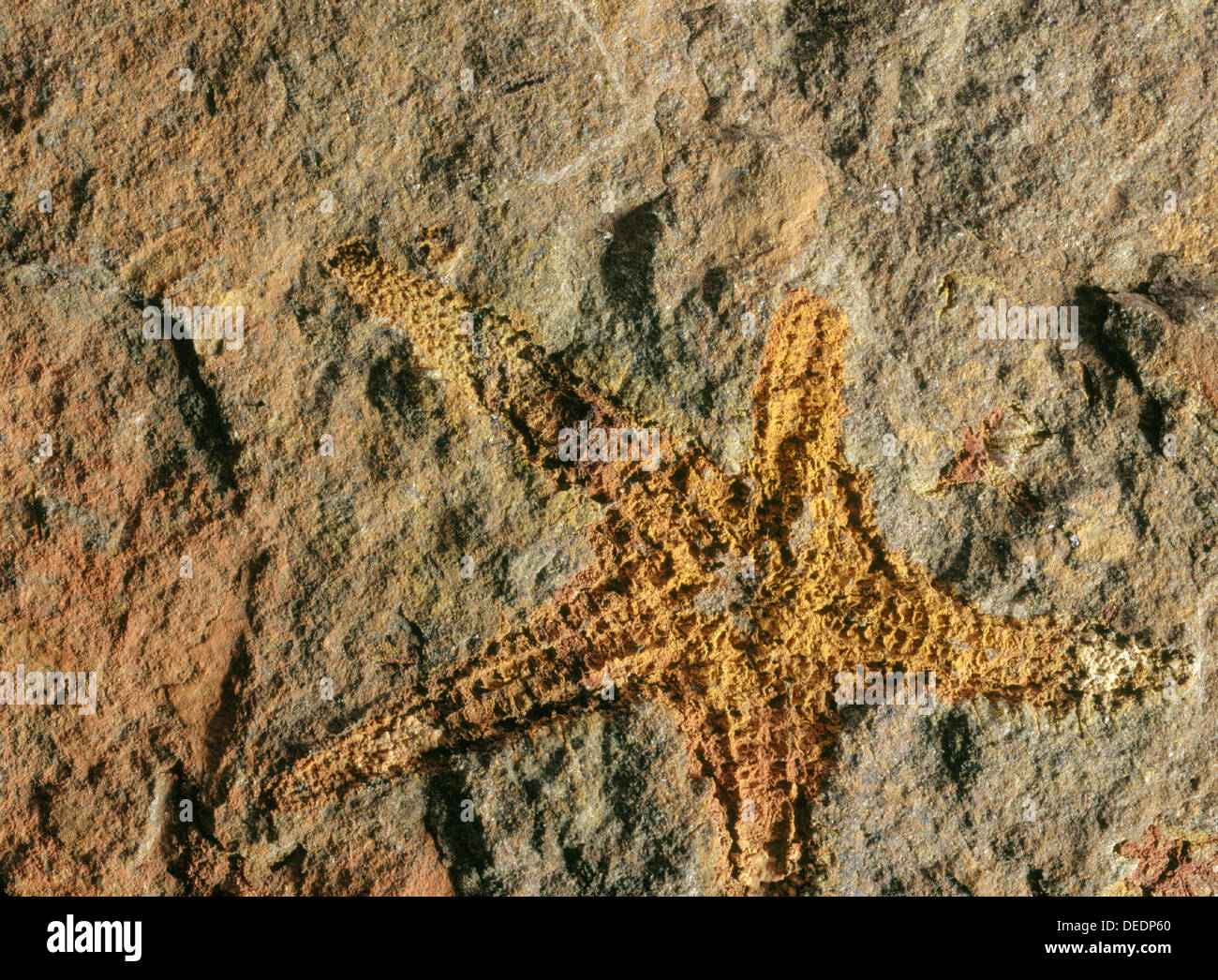 Fossil starfish hi-res stock photography and images - Alamy