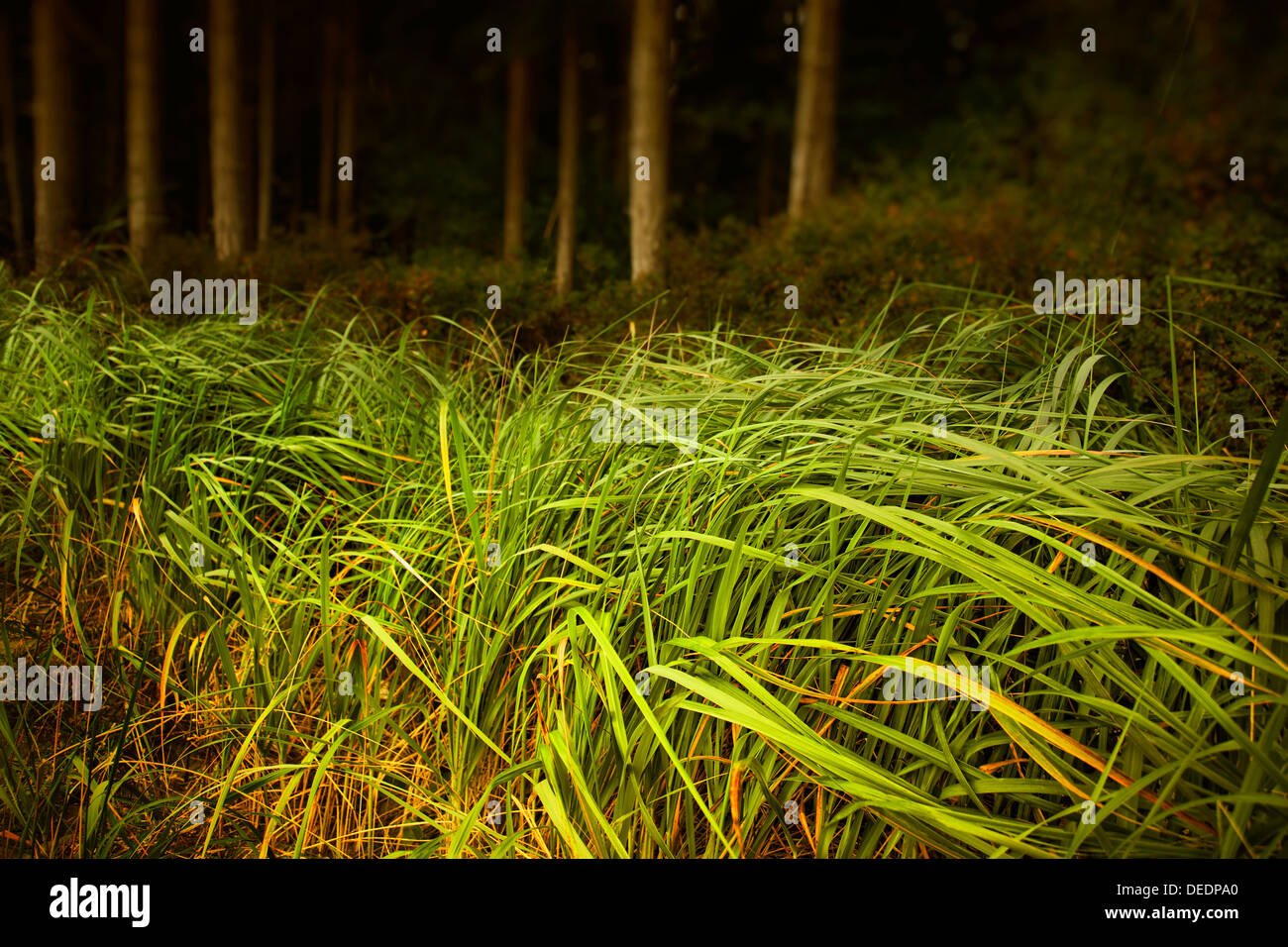 detail of grass in forst Stock Photo - Alamy