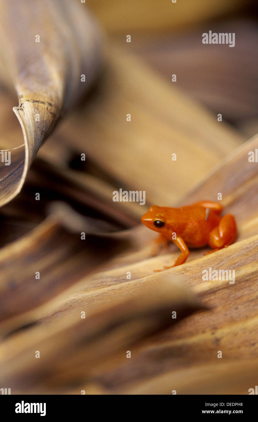 Red mantella frog hi-res stock photography and images - Alamy