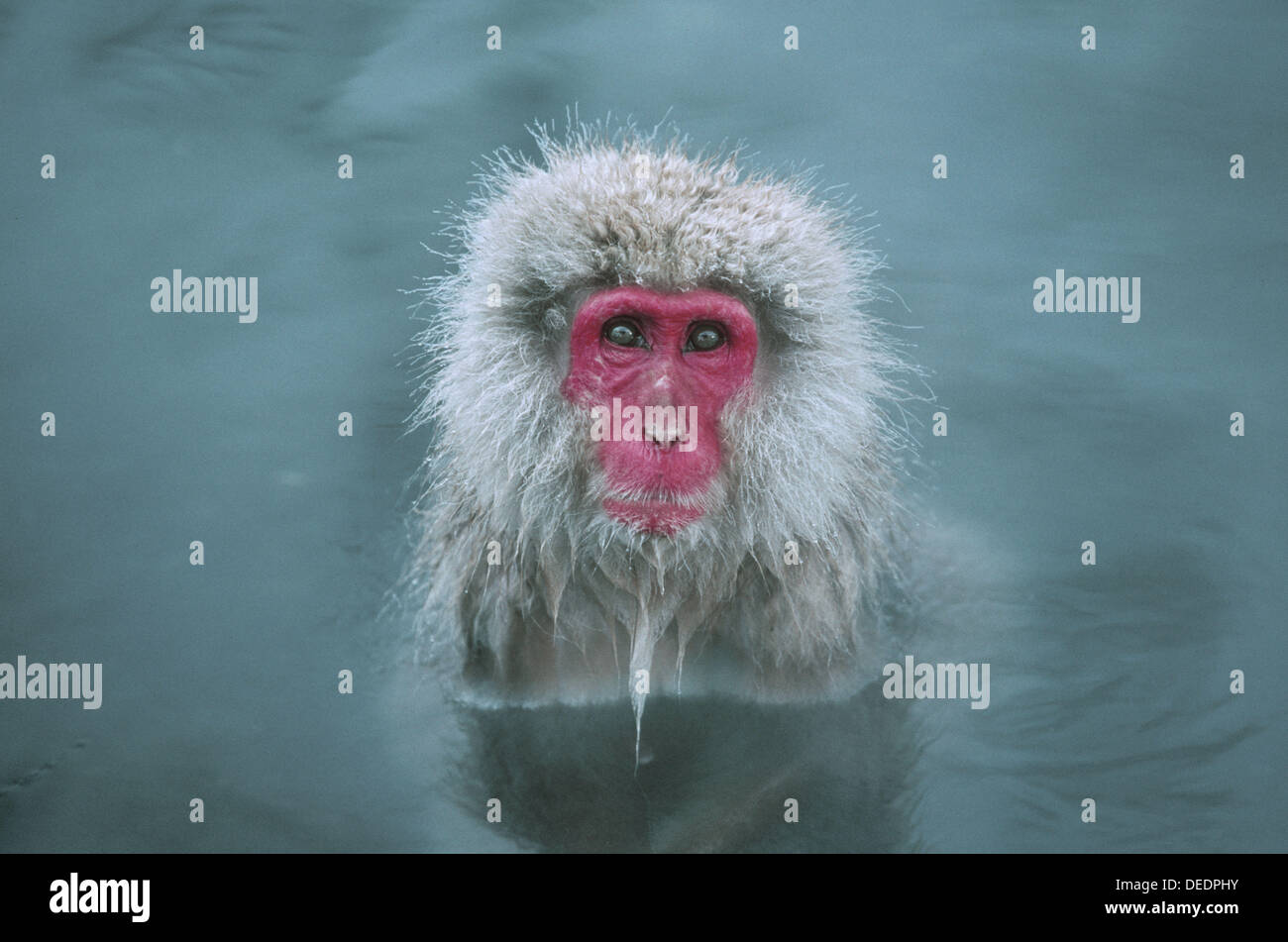 Japanese Macaque (Macaca fuscata). Jigokudani, Honshu. Japan Stock ...