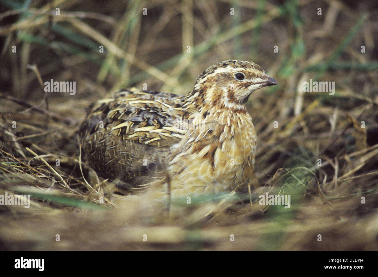 Coturnix Japonica