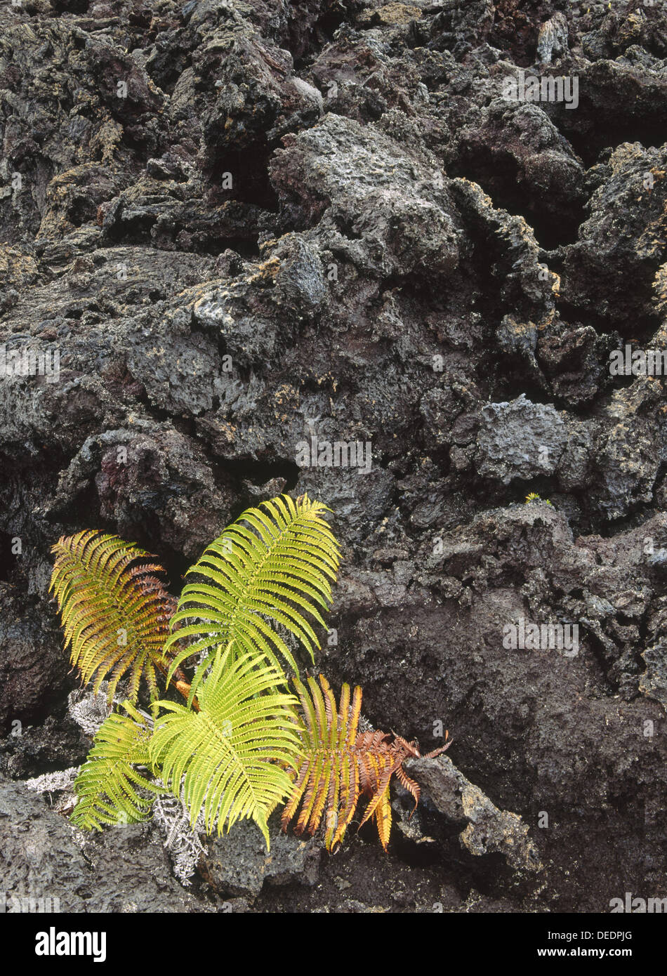 Ama’u fern hi-res stock photography and images - Alamy