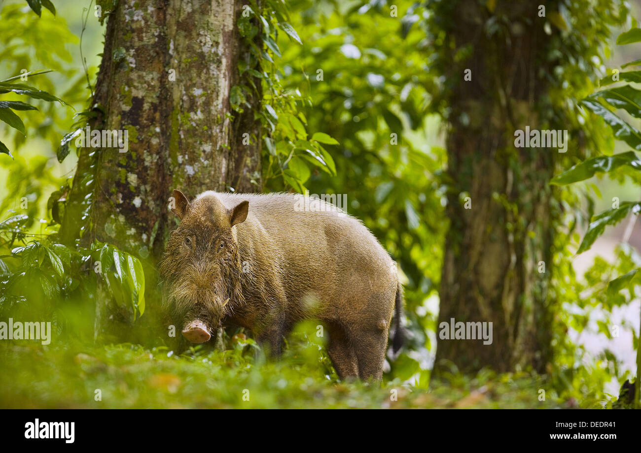 Jungle bearded pig hi-res stock photography and images - Alamy