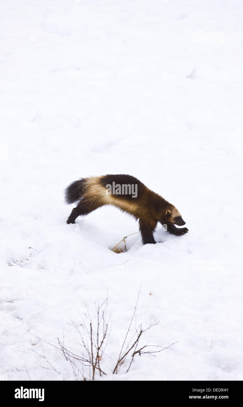 Wolverine walking hi-res stock photography and images - Alamy