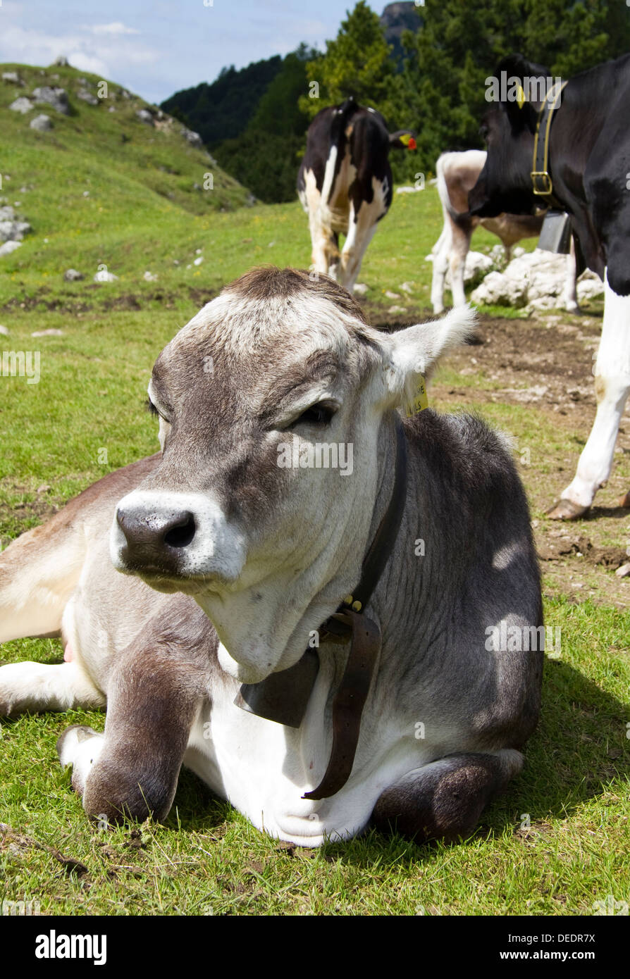 Cows in the Dolomites Alps Italy Stock Photo - Alamy