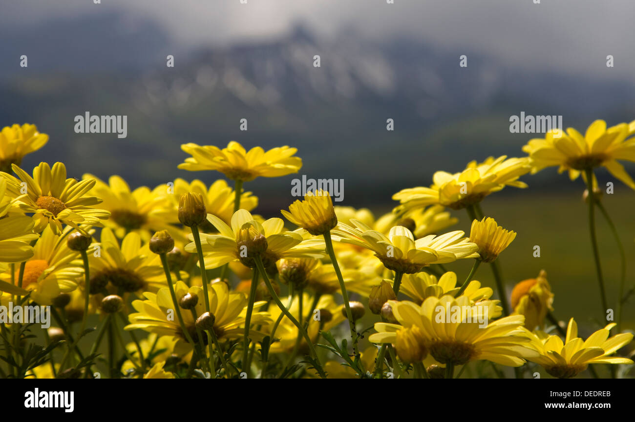 Yellow flowers against the Dolomites Alps Italy Stock Photo - Alamy