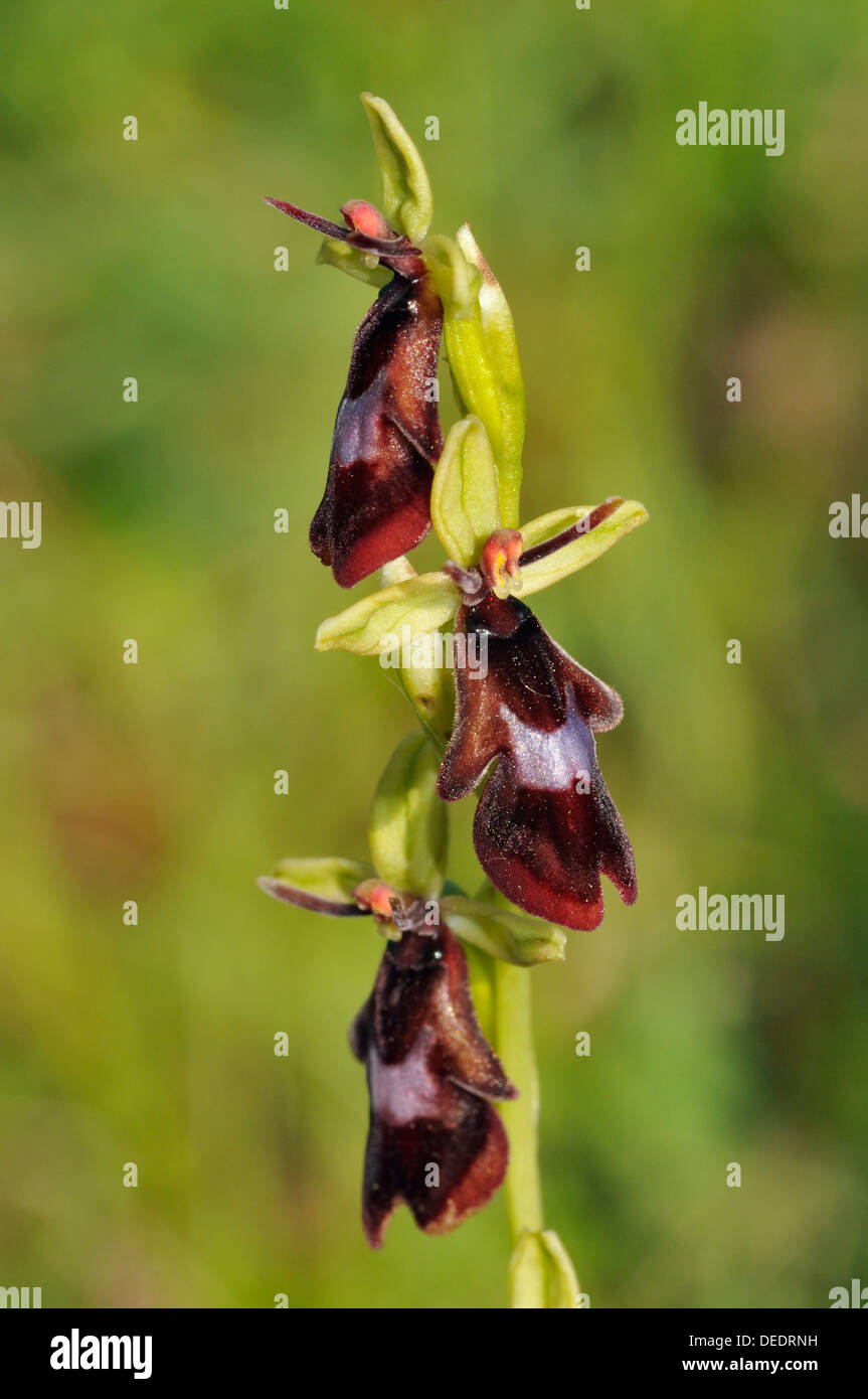 Fly Orchid - Ophrys insectifera Three flowers Stock Photo - Alamy